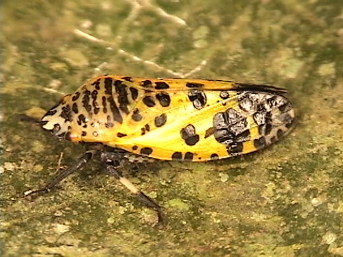 Genus Magnana · iNaturalist United Kingdom