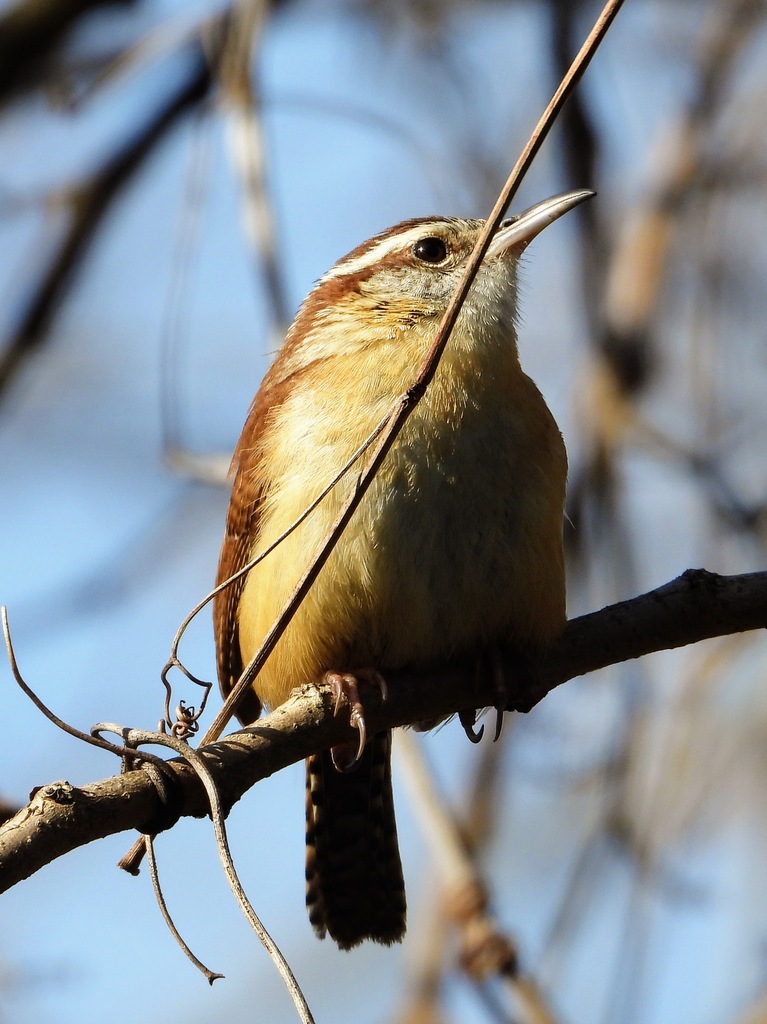 Carolina Wren from College Park, MD, USA on March 14, 2024 at 09:01 AM ...