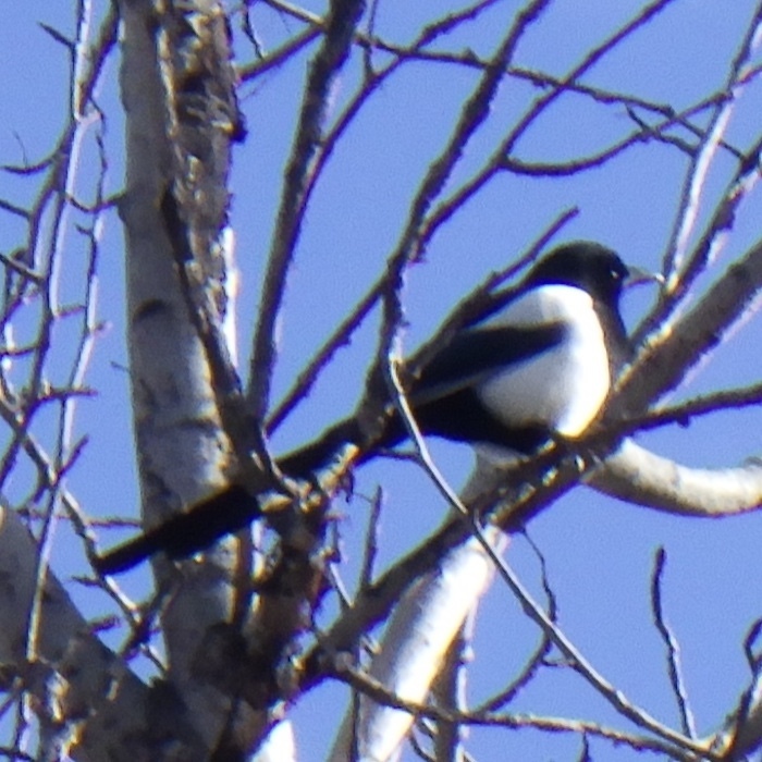 Black-billed Magpie from Sunset Hill, Spokane, WA, USA on March 13 ...