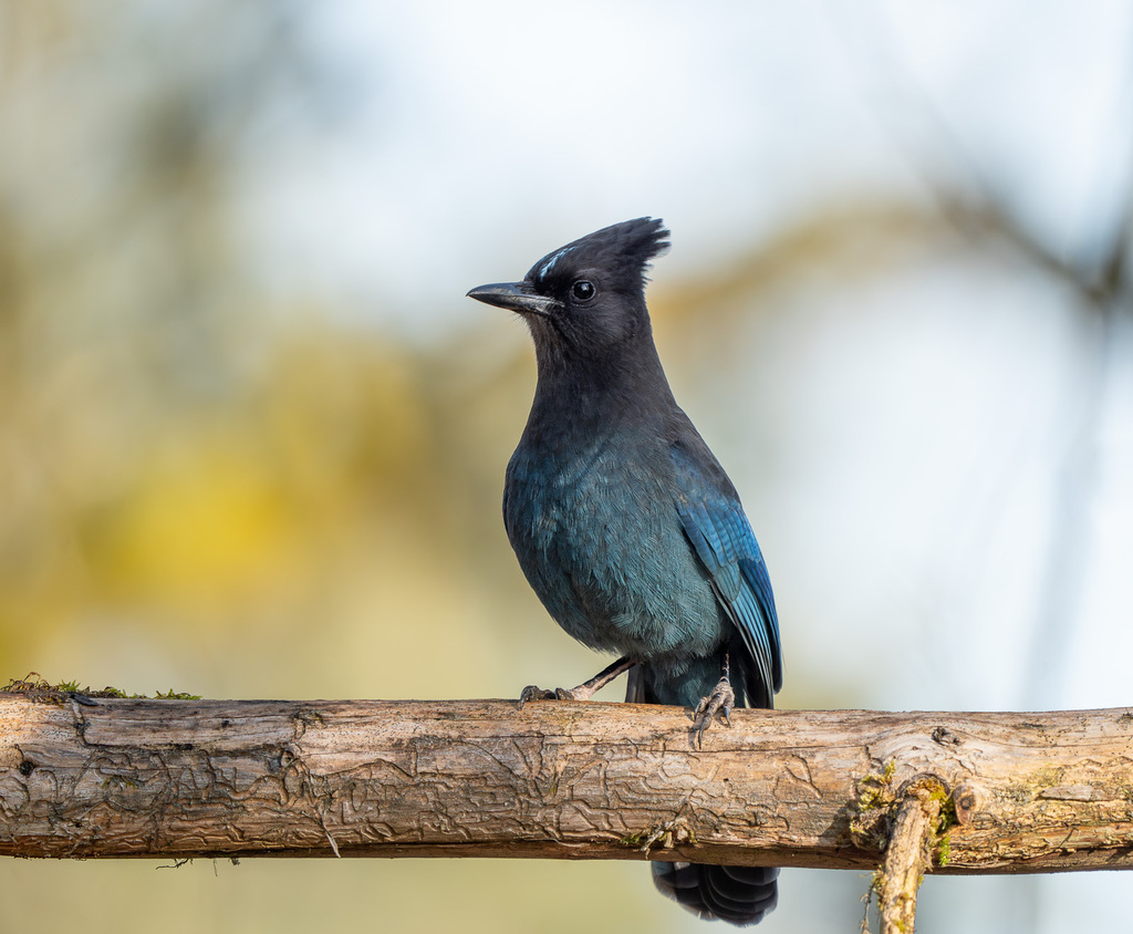 Steller's Jay from Хилсборо, Орегон, США on March 14, 2024 at 08:13 AM ...