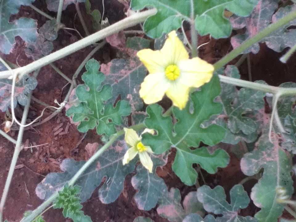 Colocynth from Atar, Mauritania on September 17, 2013 at 09:40 AM by ...