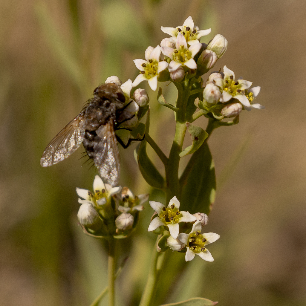 western comandra from Rio Blanco County, CO, USA on May 30, 2023 at 02: ...