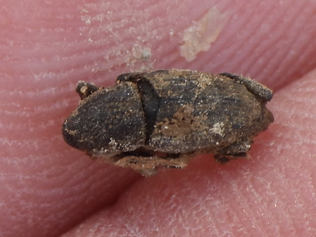 Hunting Billbug from Dhahran Saudi Arabia on March 6, 2024 at 09:49 AM ...