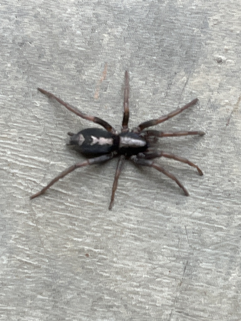 Eastern Parson Spider from Mill Stream Run Reservation, Strongsville ...