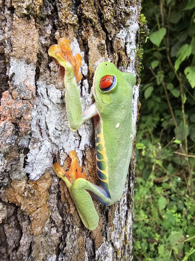 Red-eyed Tree Frog from Río Blanco, Limón, Costa Rica on February 22 ...