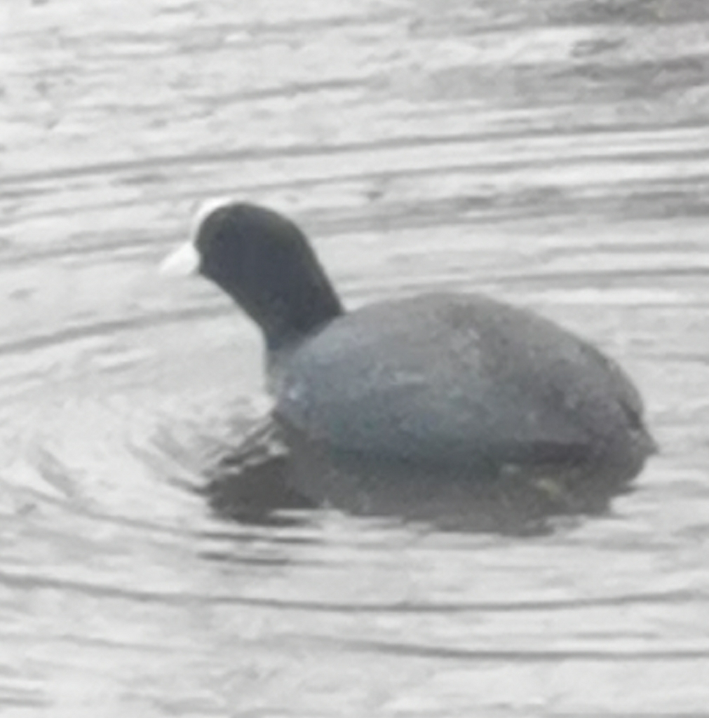 Eurasian Coot from Greengate Farm, Bedale DL8 1LD, UK on March 13, 2024 ...