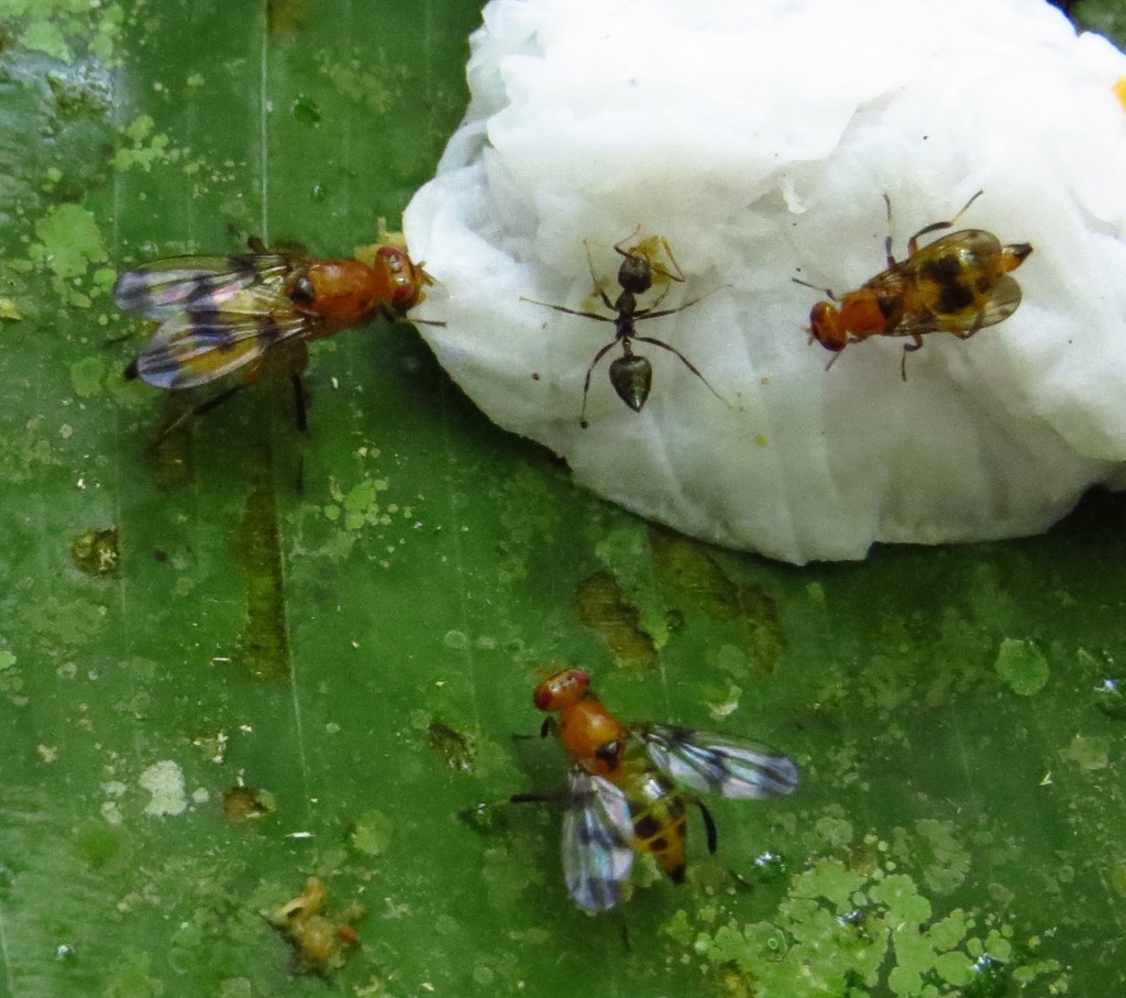 Richardiidae from Paucartambo Province, Peru on 30 September, 2014 at ...