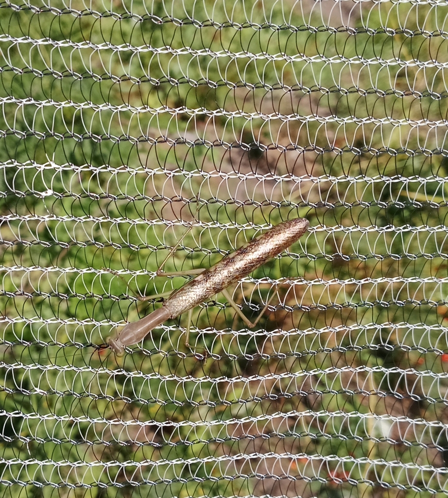 Flag Mantis from Wilderness Heights, Wilderness, 6560, South Africa on ...