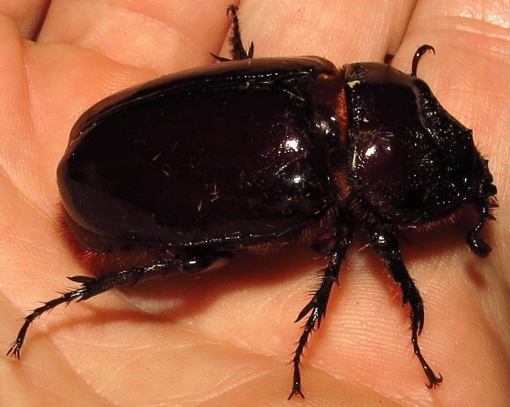 Aloeus Ox Beetle from Paucartambo Province, Peru on September 30, 2014 ...