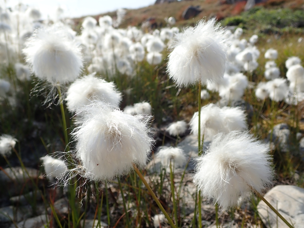 Scheuchzer's Cotton-grass from Avannaata, Greenland on July 26, 2019 at ...