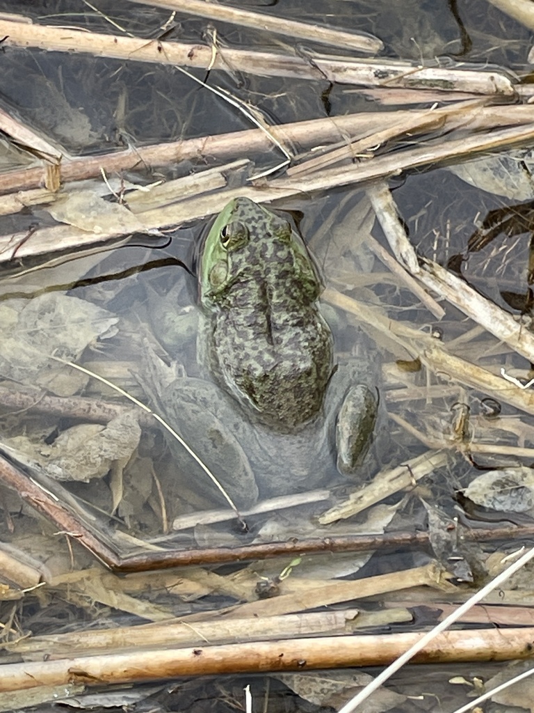 American Bullfrog from The Raul M. Grijalva Canoa Ranch Conservation ...