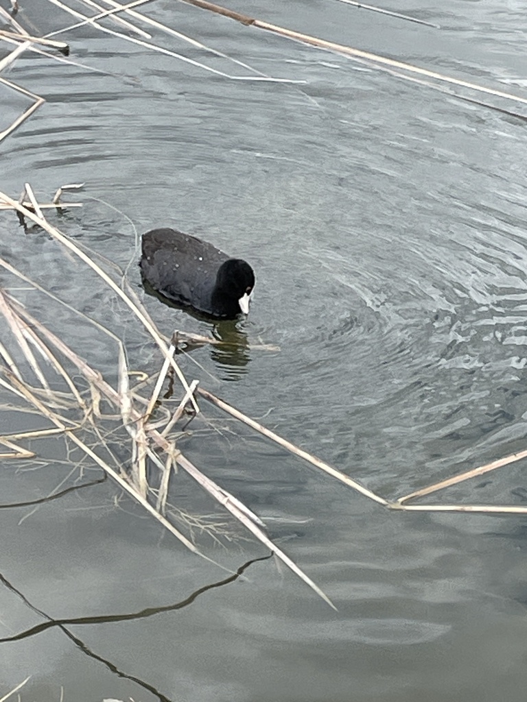American Coot from The Raul M. Grijalva Canoa Ranch Conservation Park ...