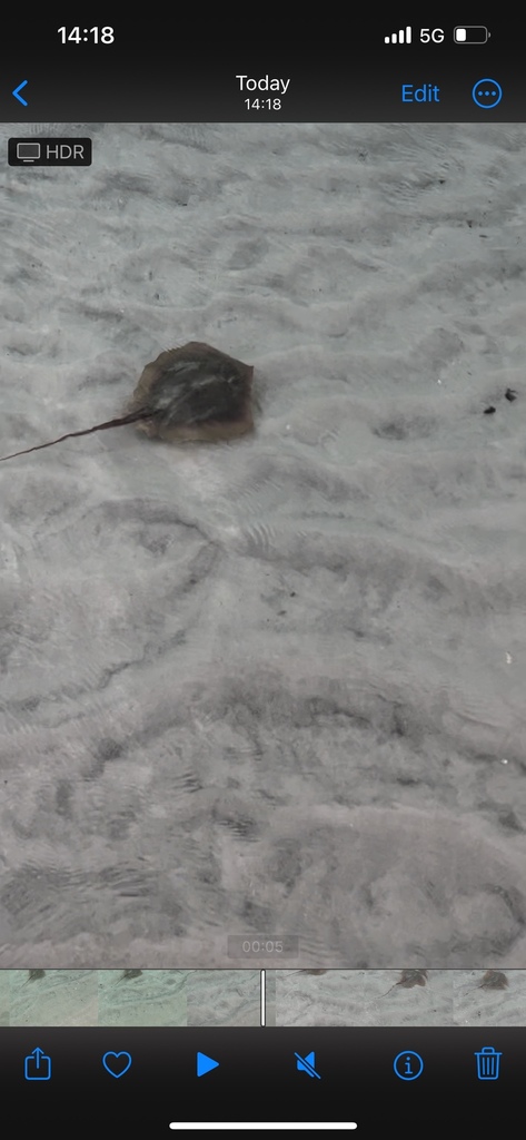 Atlantic Stingray from Destin, FL, US on March 14, 2024 at 02:18 PM by ...