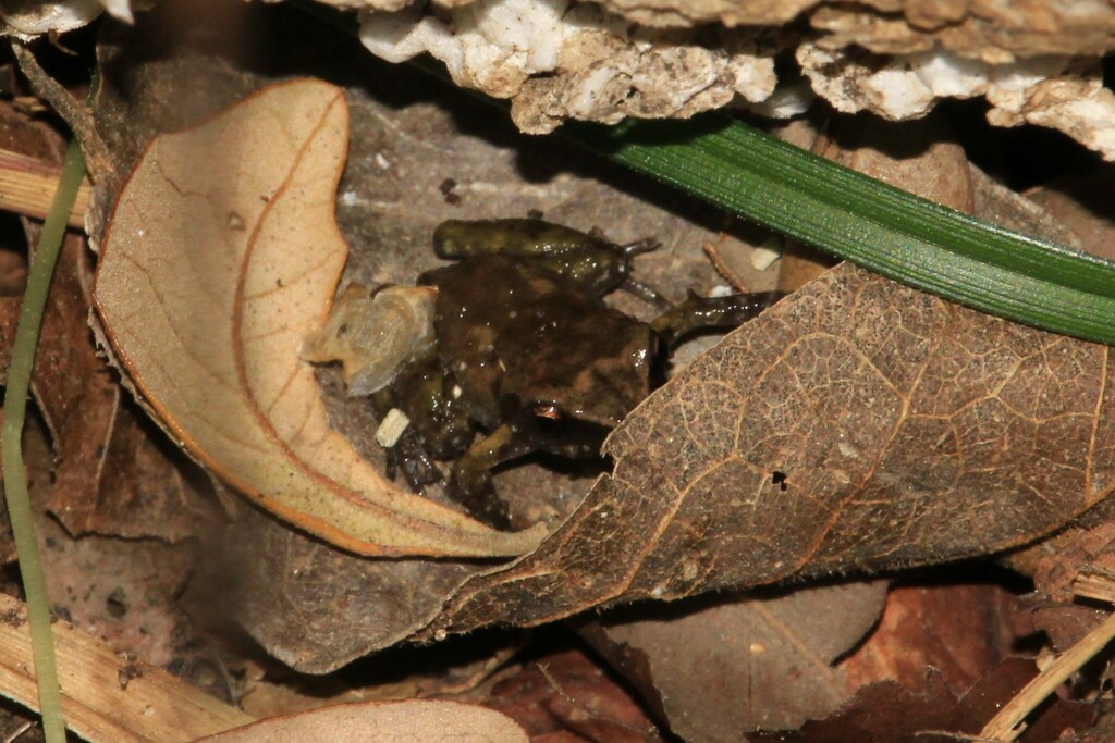 Rio Grande Chirping Frog from Jackson County, TX, USA on March 14, 2024 ...