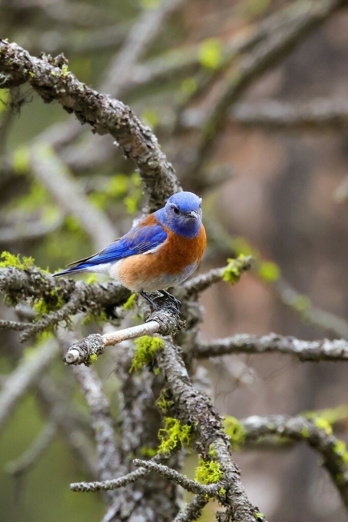 (Sialia mexicana occidentalis) - Avian Discovery
