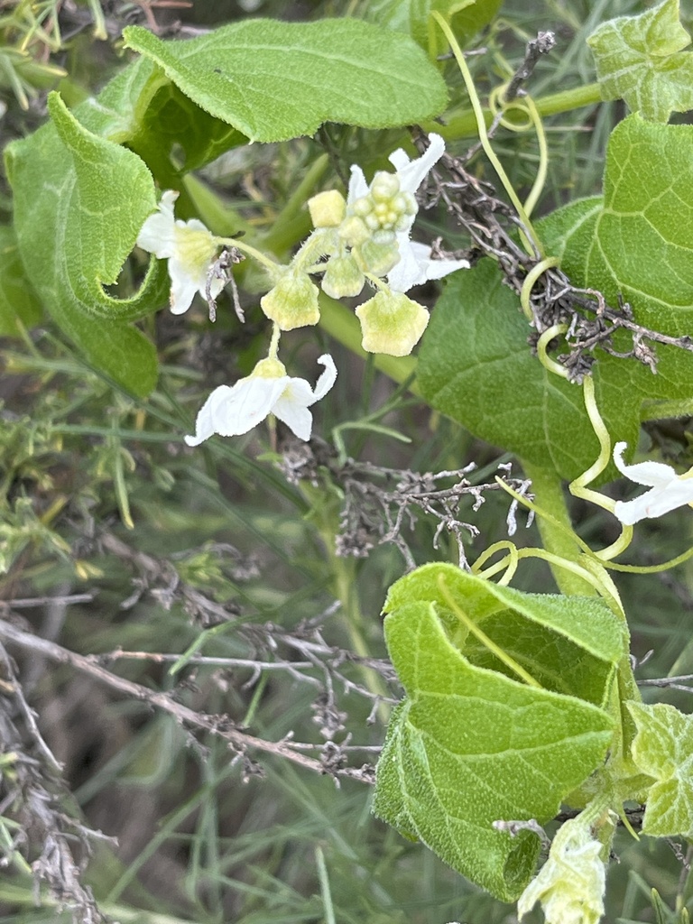 Man-roots from Echo Dell Rd, San Diego, CA, US on March 14, 2024 at 12: ...