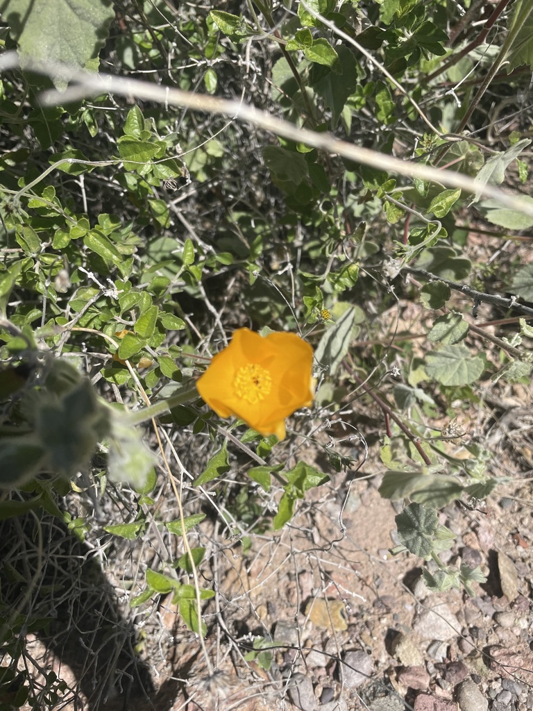 Palmer's Indian mallow from Organ Pipe Cactus National Monument, Ajo ...