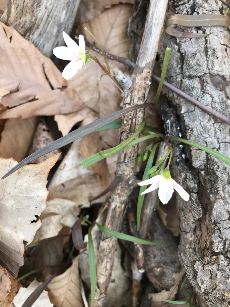 Virginia Springbeauty from Odenton, MD, US on March 14, 2024 at 03:27 ...