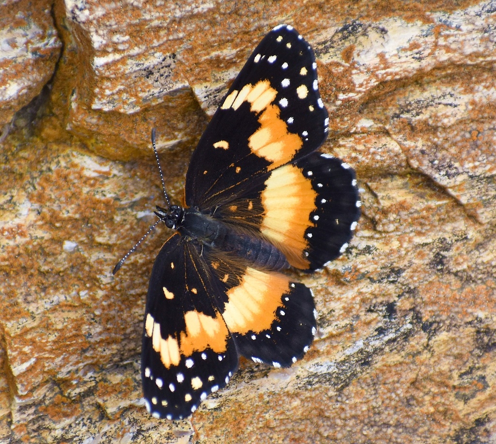 Bordered Patch from Real County, TX, USA on March 12, 2024 at 03:25 PM ...