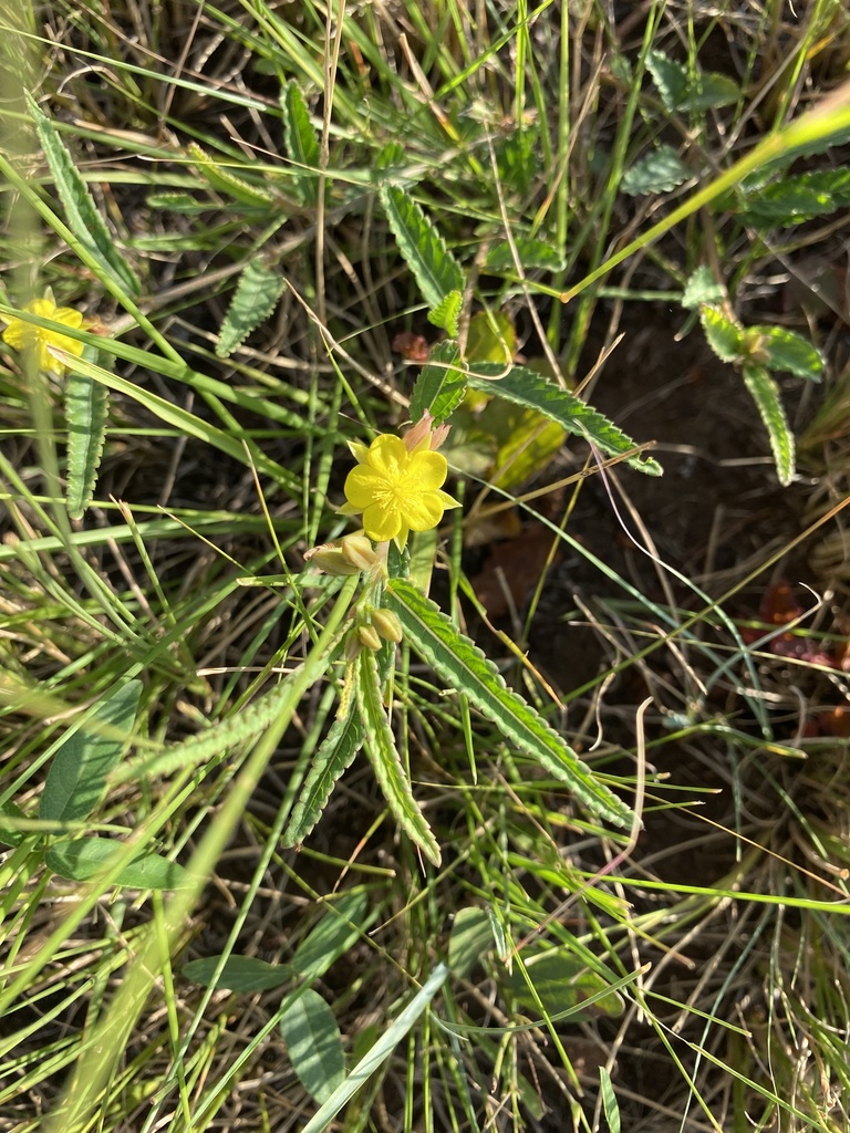 Bushveld Gusha from D32, KZN, ZA on March 9, 2024 at 04:37 PM by ...