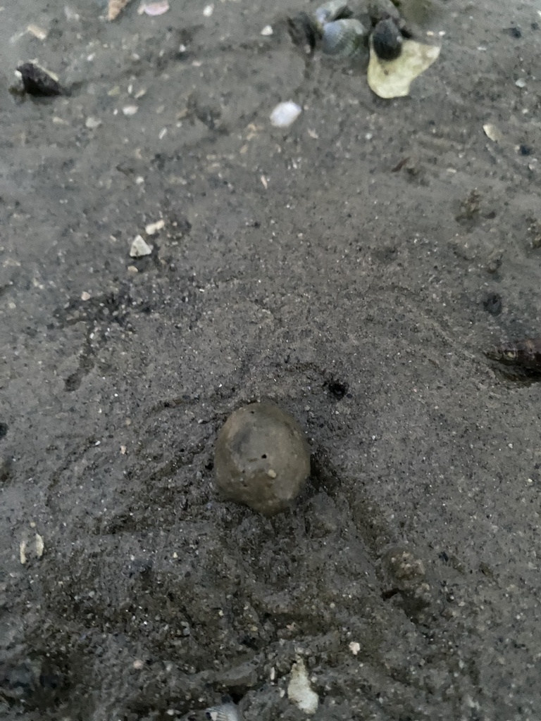 Mudflat Top Shell from freedom Campers, Tauranga, Bay of Plenty, NZ on March 14, 2024 at 07:48 ...