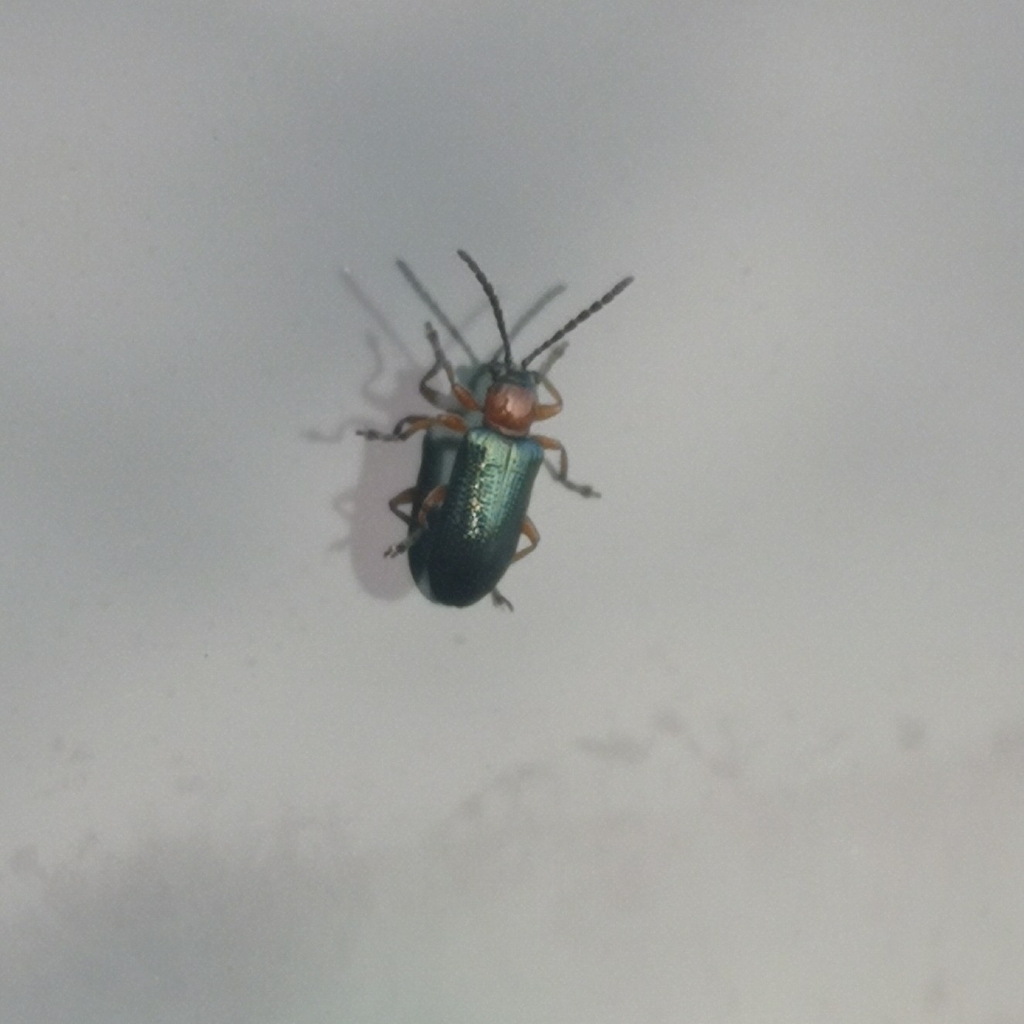 Oulema melanopus from 71277 Rutesheim-Flacht, Deutschland on March 14 ...