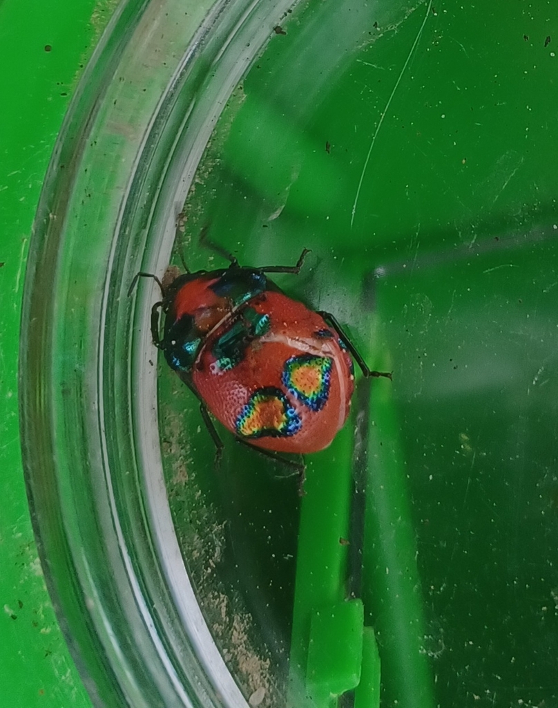 Red Jewel Bug from Torquay - Jan Juc VIC 3228, Australia on March 13 ...