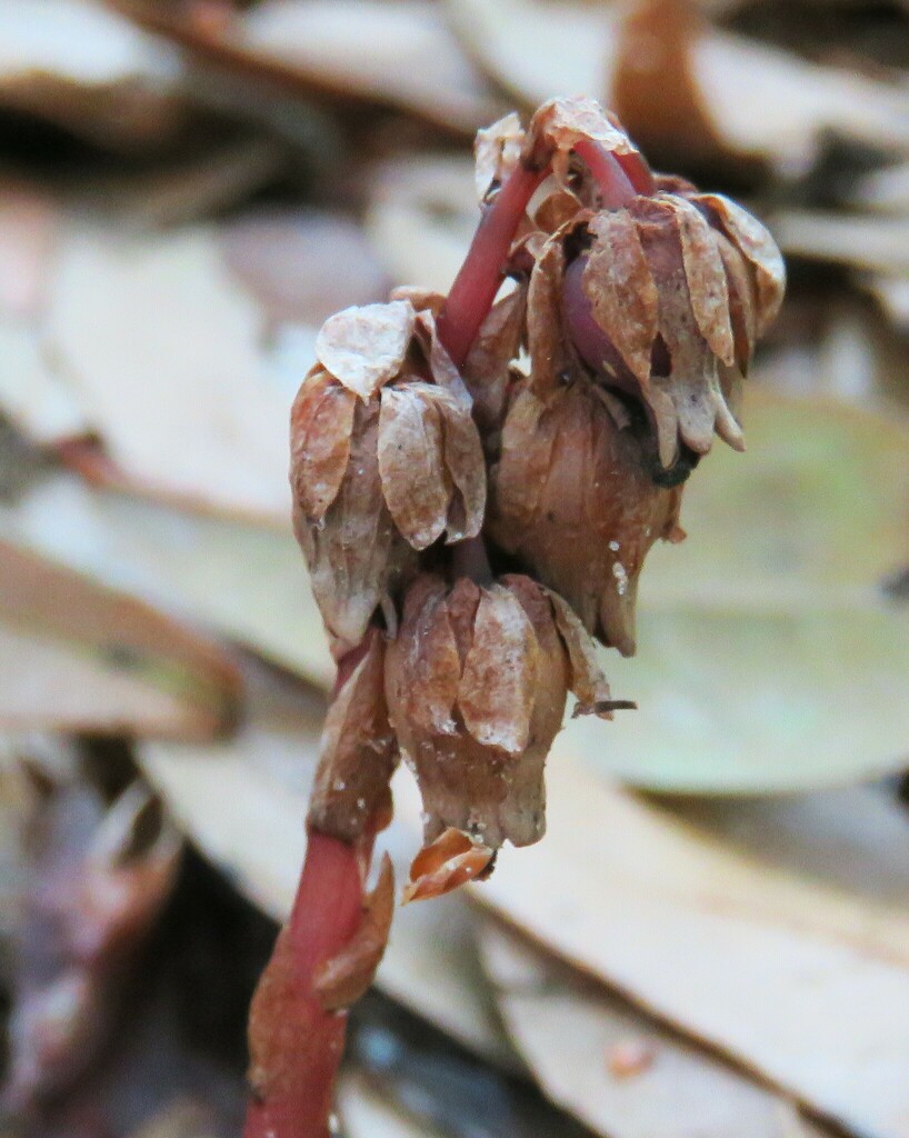 Florida Pygmy Pipes in March 2024 by j_appleget · iNaturalist