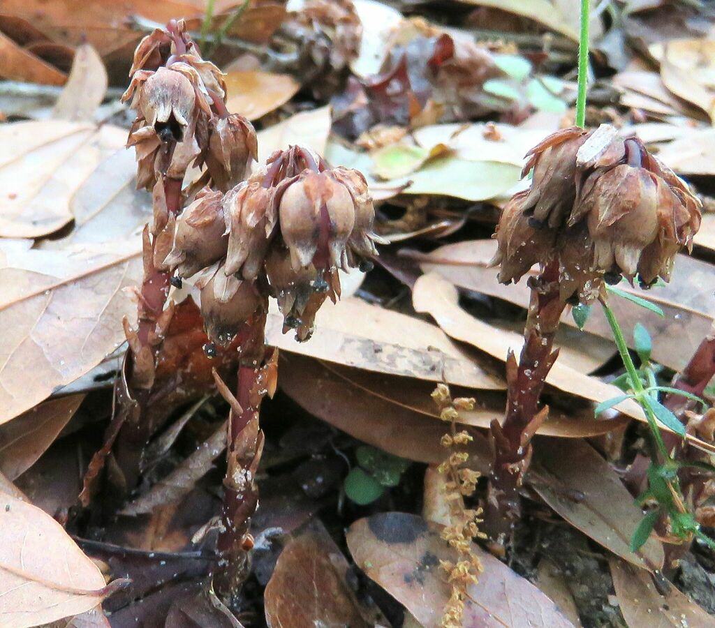 Florida Pygmy Pipes in March 2024 by j_appleget · iNaturalist
