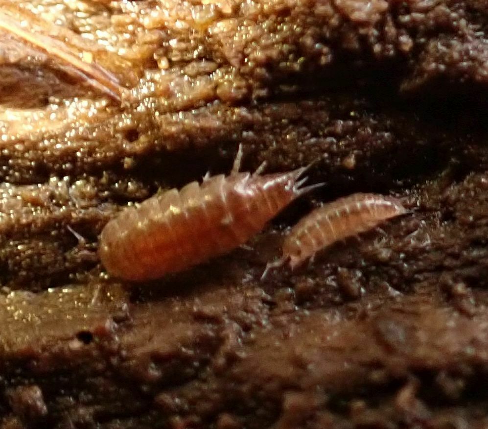 Common Pygmy Woodlouse from Cowdale Quarry on March 13, 2024 at 03:07 ...
