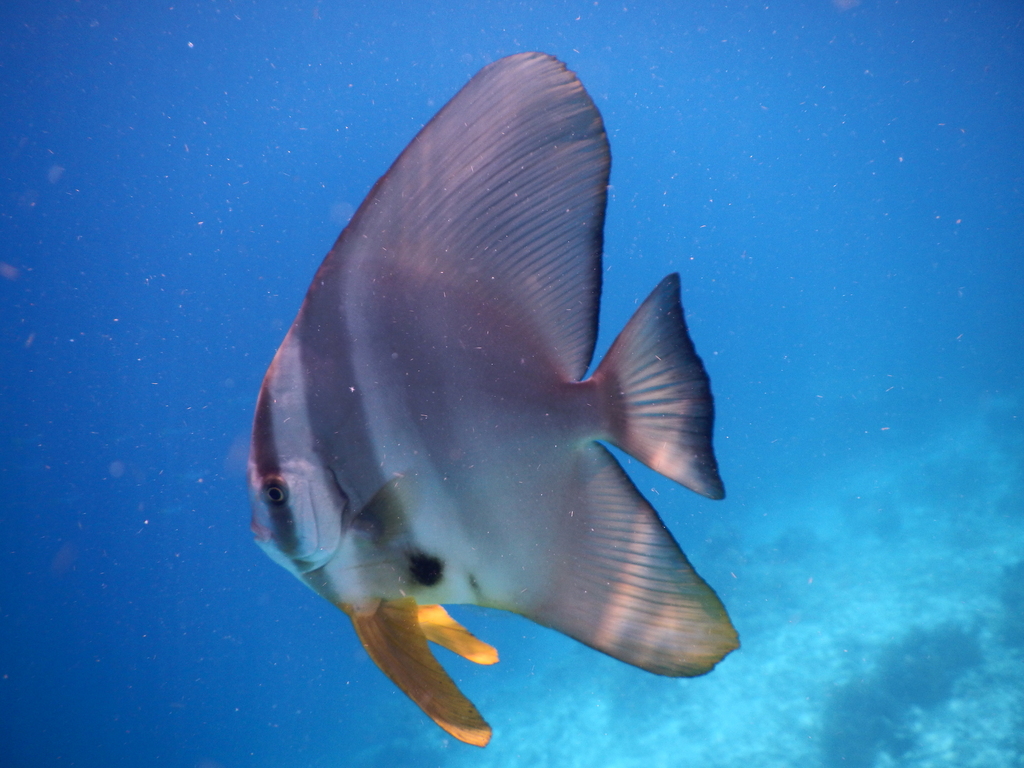 Batfishes from Raja Ampat Regency, West Papua, Indonesia on April 30 ...
