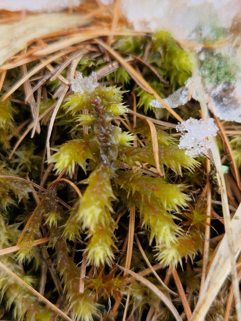 rough goose neck moss from 7500 St Moritz, Switzerland on March 13 ...
