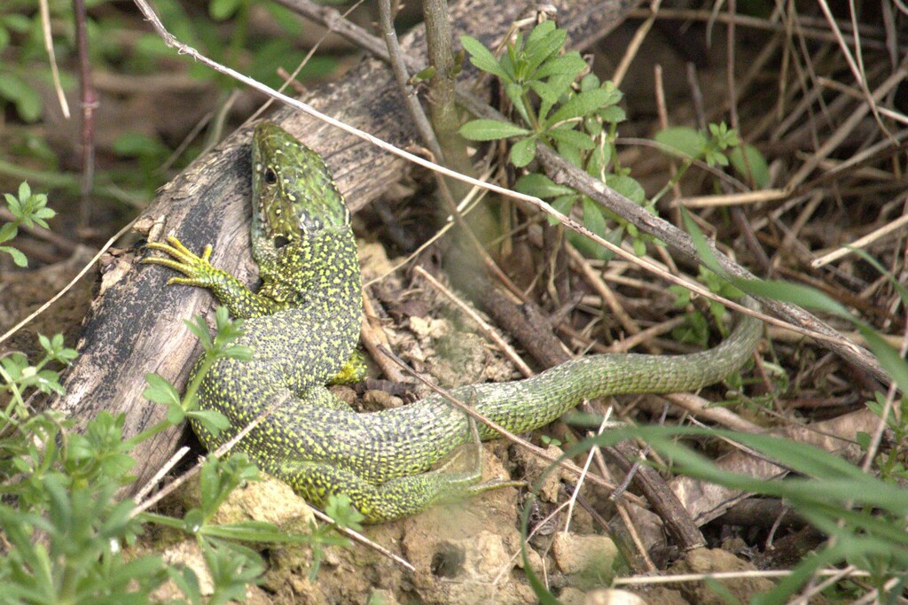 Western Green Lizard from 82000 Montauban, France on 14 March, 2024 at ...