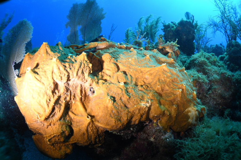 Cliona varians from Guantánamo Bay, Guantánamo, CU on March 10, 2024 at ...