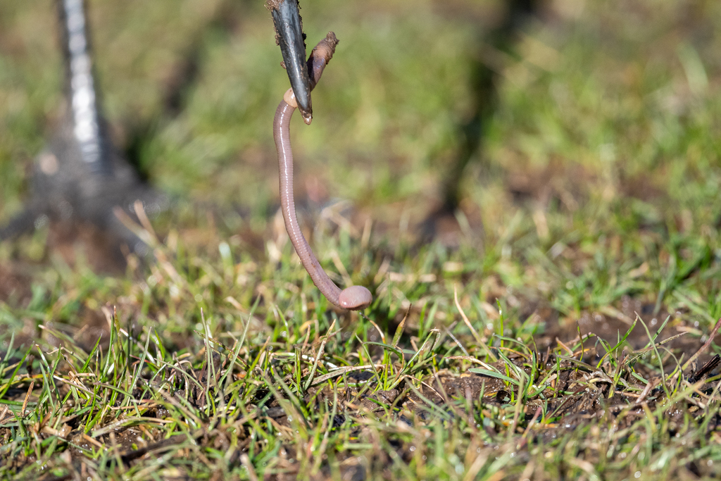 Field Worms from Marsh observation deck on March 9, 2024 at 04:17 PM by ...