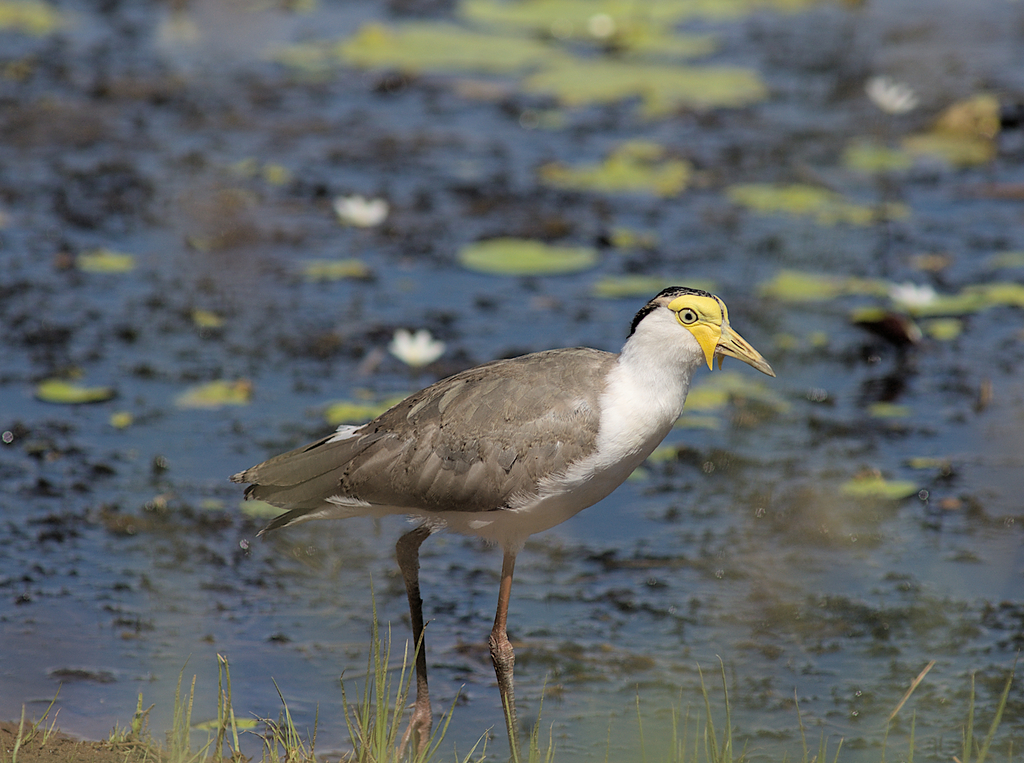 Northern Masked Lapwing from Baines NT 0852, Australia on May 22, 2006 ...