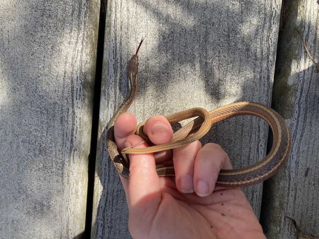 Common Ribbon Snake from Cape May Point State Park, Cape May Point, NJ ...