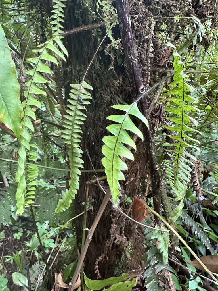 Smooth Dancing Fern from El Toro Wilderness, Río Grande, Puerto Rico ...