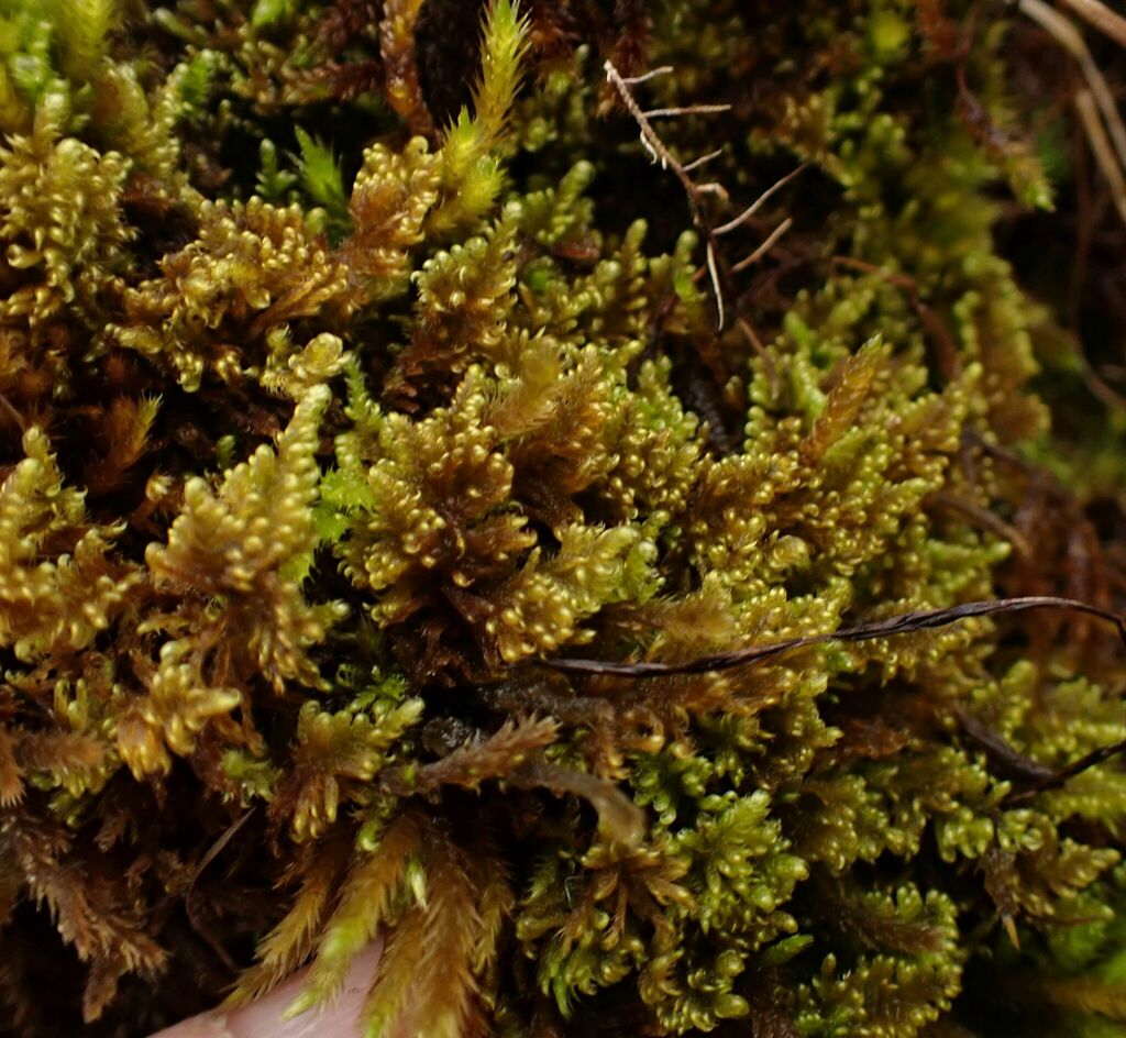 Comb-moss from Cowdale on March 13, 2024 at 03:54 PM by Jon Mortin ...