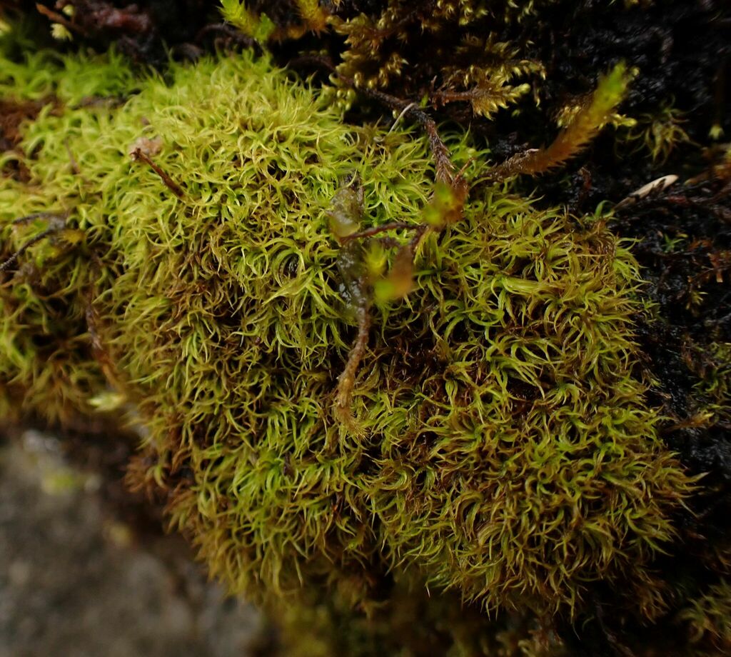 Twisted Moss from Cowdale on March 13, 2024 at 03:54 PM by Jon Mortin ...
