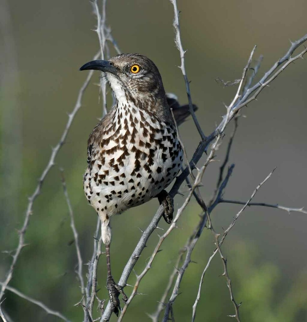Gray Thrasher from San José del Cabo, BCS, Mexico on February 29, 2024 ...