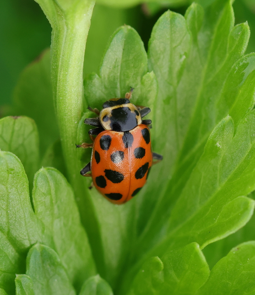 Thirteen-spotted Lady Beetle from Oudalle, France on March 14, 2024 at ...