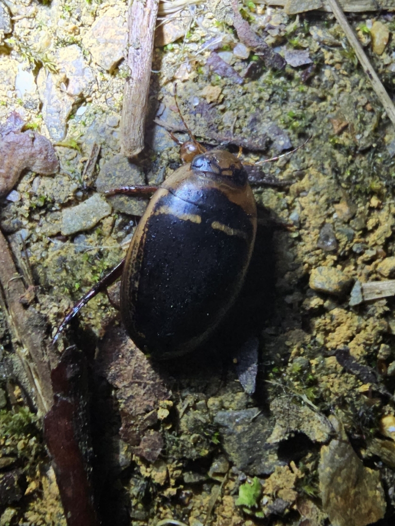 transverse diving beetle from Angermünde, 16 Angermünde, Deutschland on ...