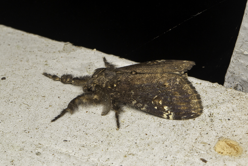Zhejiang Tussock Moth from MCM Nature Discovery Villa (Stephen's Place ...