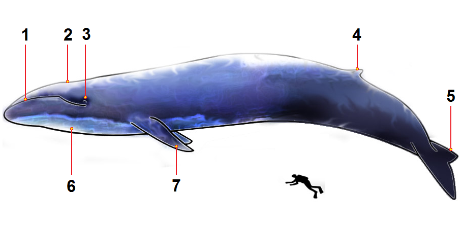 Blue Whale Anatomy