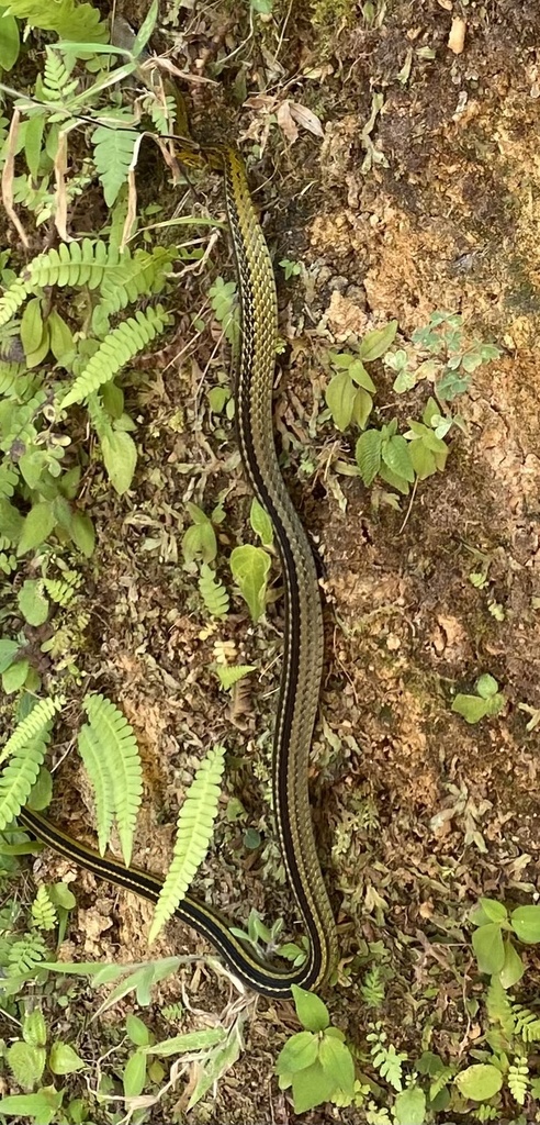 Forest Racer from Alto el Brasil, Ebéjico, Antioquia, CO on March 14 ...