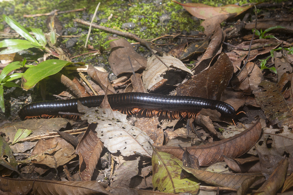 Round-backed Millipedes from MCM Nature Discovery Villa (Stephen's ...