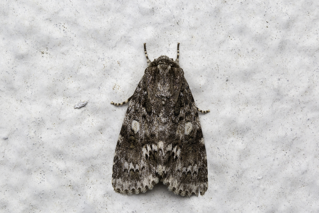 Acronicta pruinosa from MCM Nature Discovery Villa (Stephen's Place ...