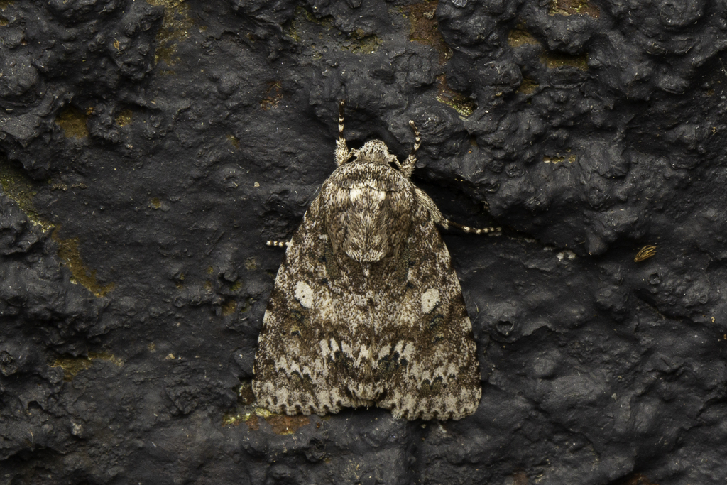 Acronicta pruinosa from MCM Nature Discovery Villa (Stephen's Place ...