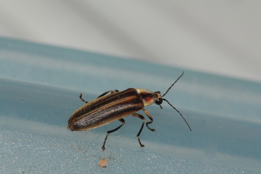 Photuris from Bas-Saint-Laurent, QC, Canada on July 8, 2018 at 12:37 AM ...